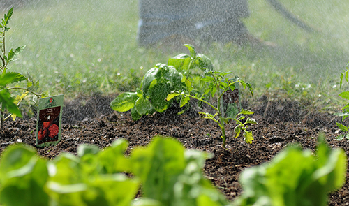 Watering tips for beginners